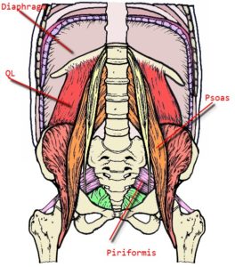 labelled psoas diaphragm and pelvic floor | CoreWalking