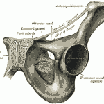 Psoas Major and Groin Pain: Inguinal Ligament