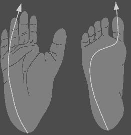 The Human Foot and the Chimp Foot