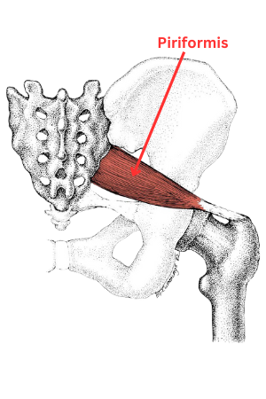 Sacroiliac Joint Dysfunction Muscles Involved