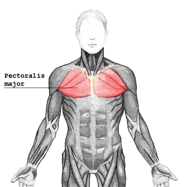 Pectoralis Major and Pectoralis minor
