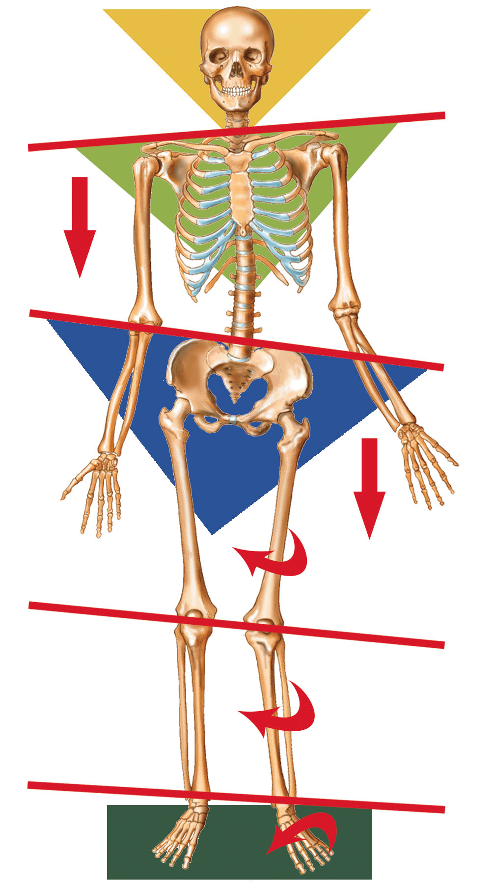 A Balanced Pelvis A Balanced Pelvis