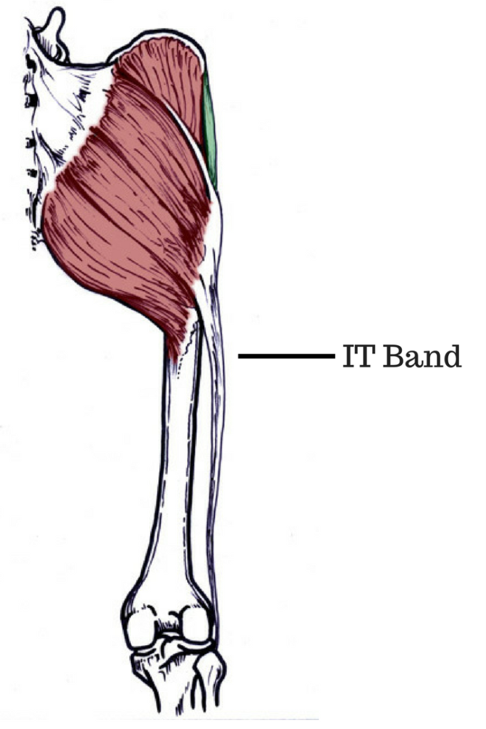 What is the Iliotibial Band?
