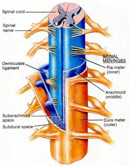 Label The Spinal Cord Meninges And Spaces Labels Information List My Xxx Hot Girl