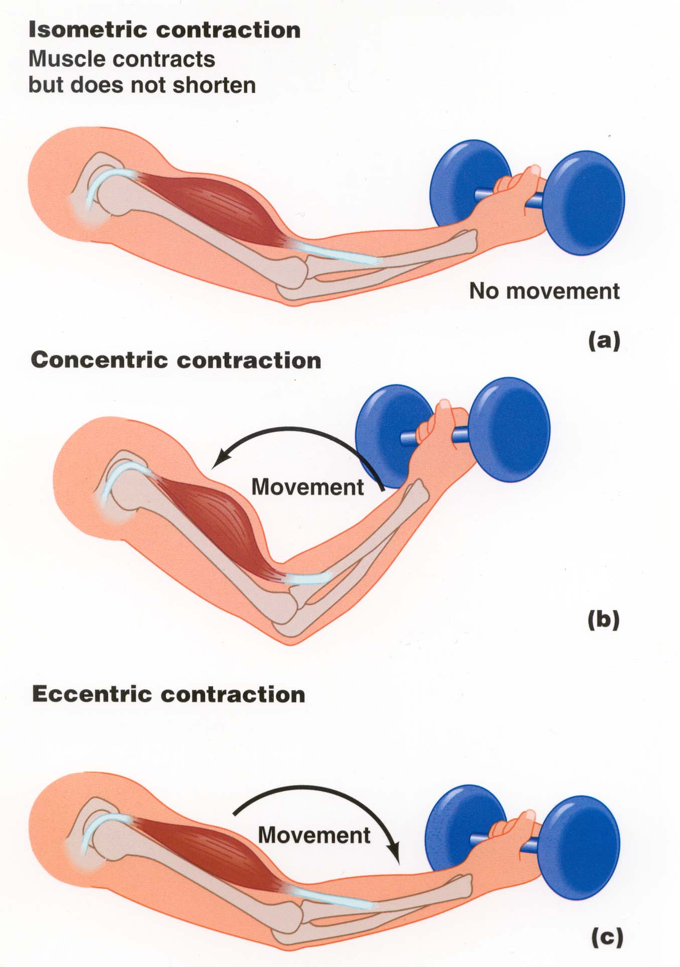 How Do Muscles Contract How Do Muscles Contract