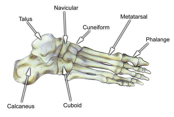 foot bones 3 | CoreWalking