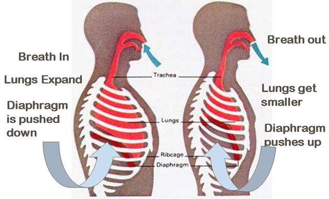 Perfect Posture Part 2: Breathe Fully