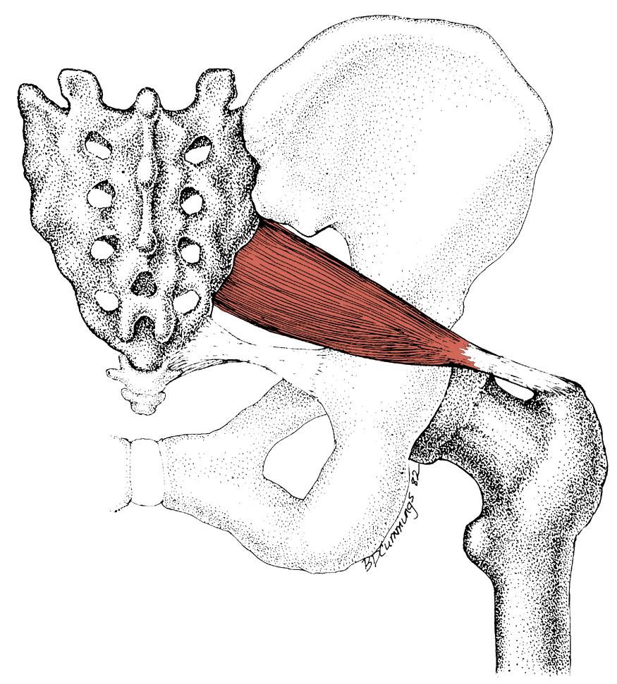 piriformis-muscle | CoreWalking