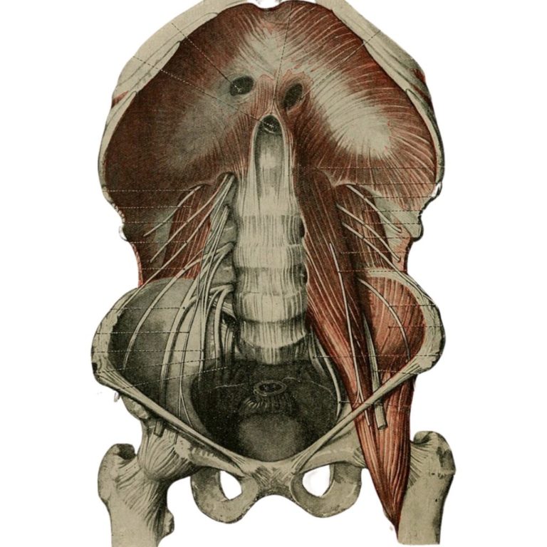 Inguinal Ligament Pain | CoreWalking Inguinal Ligament Pain & the Psoas