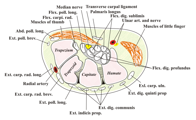 What is a Retinaculum?
