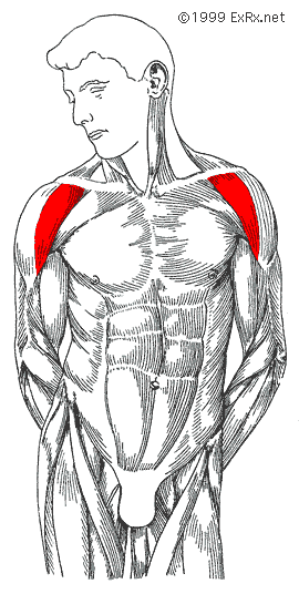 DeltoidAnteriorFront | CoreWalking
