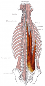 Supporting the Erector Spinae Muscles of the Spine