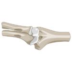 The Three Joints in the Elbow And How They Work