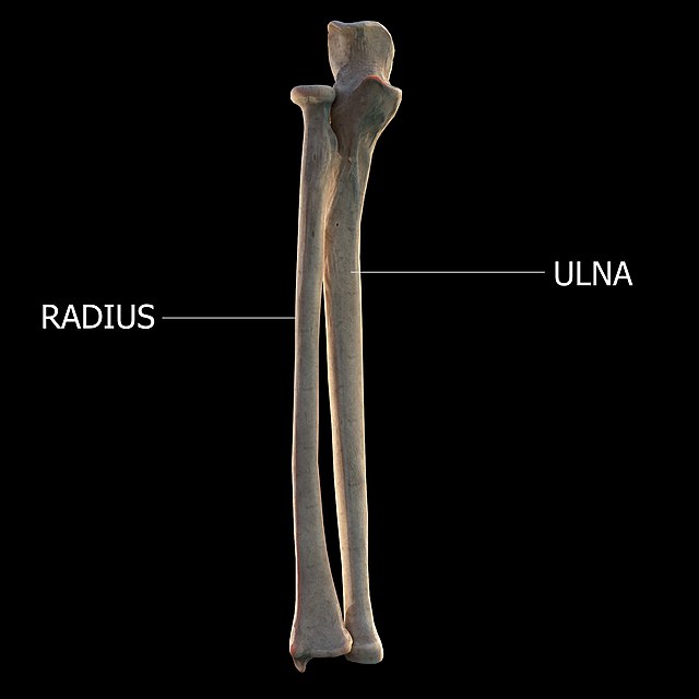 Ulna The Ulna Is A Long Bone Found In The Forearm That