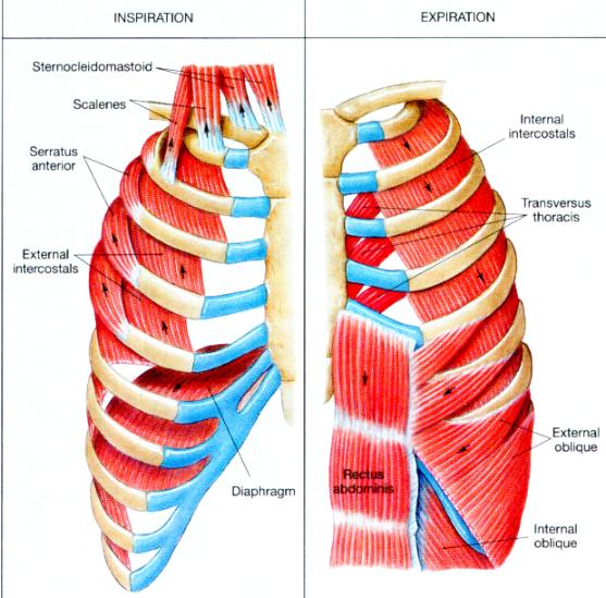 The Intercostal Muscles Of The Ribcage The Intercostal Muscles Of The Ribcage