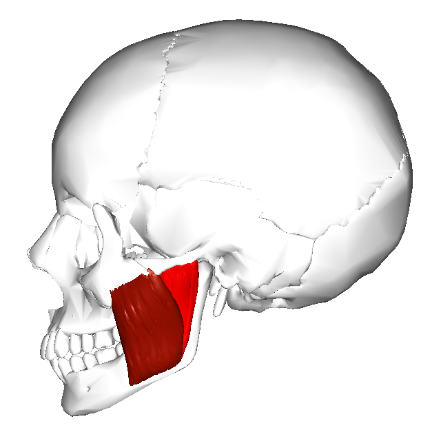 640px-Masseter_muscle_-_lateral_view | CoreWalking