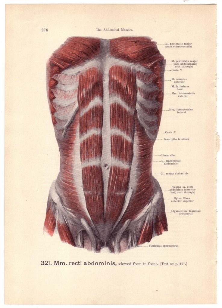 stomach muscles | CoreWalking
