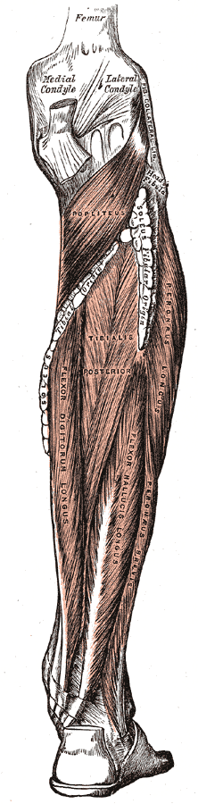 Fibularis: The Muscle Formerly Known As Peroneal