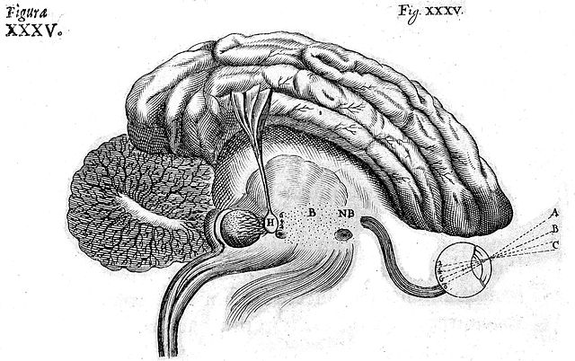 PTSD: Caught In The Sympathetic Nervous System