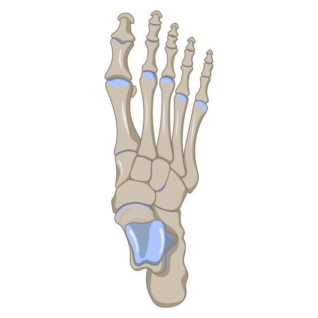 Why One Foot Is Always Bigger—and Why It Matters More Than You Think ...