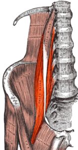 What Are Psoas Syndrome Symptoms? | CoreWalking